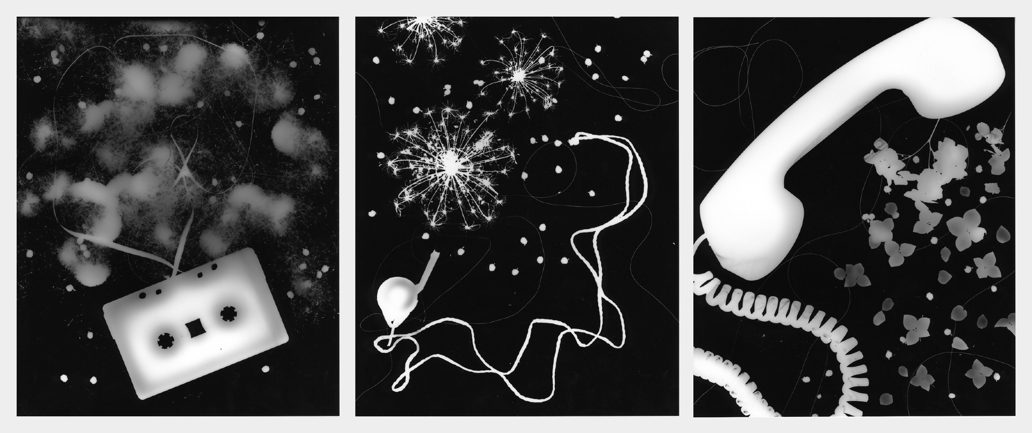 PHOTOGRAMS - Karen Rauppius' Portfolio